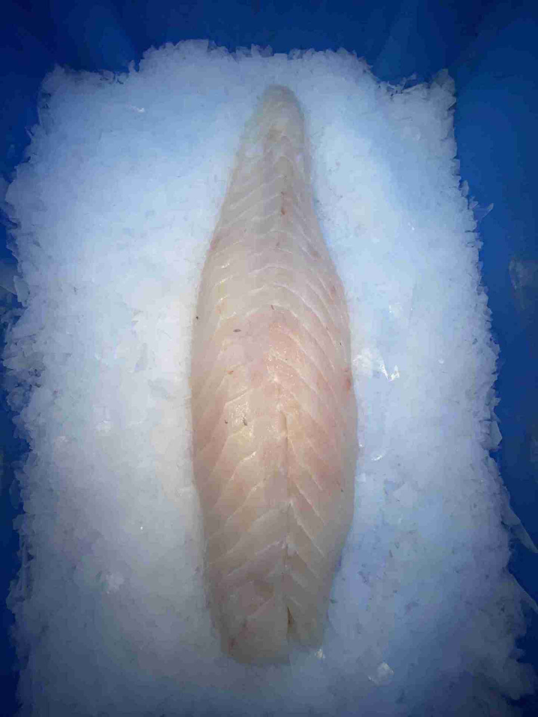 Fresh Fish Fillets Online | Premium Cut Fillets in Sydney, Newcastle ...