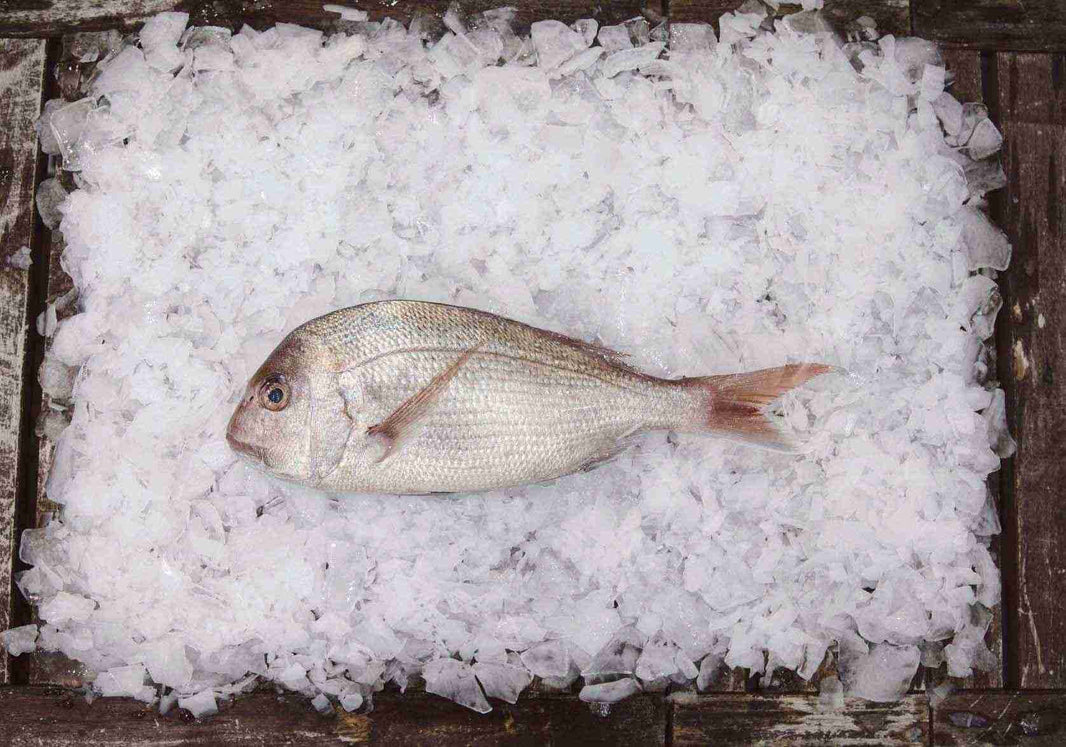 Fresh Seafood & Fish Delivered Sydney, Newcastle & Wollongong – Getfish ...